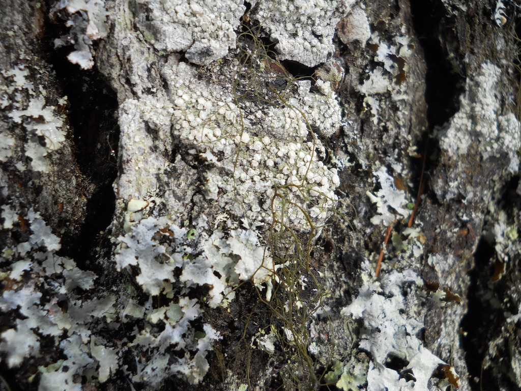 shield lichen from Trail of Shadows on March 31, 2012 by Oli. Parmelia ...