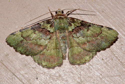 Aeolochroma turneri · NaturaLista Colombia