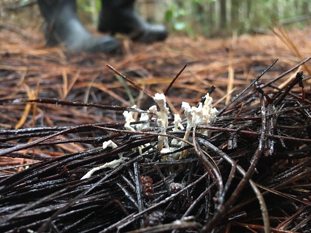 Cordyceps from Lautaro, Lautaro, La Araucanía, CL on July 21, 2017 at ...