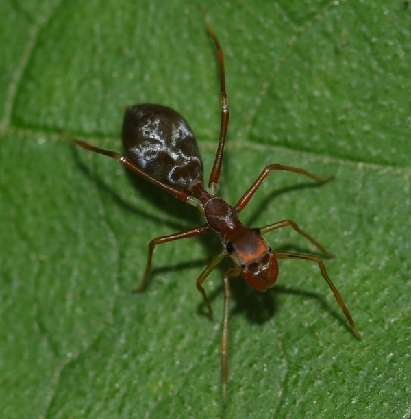 Red Weaver Ant-mimicking Spider from Kurunegala, Sri Lanka on September ...