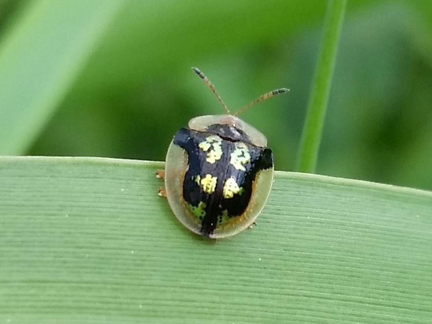 Mottled Tortoise Beetle from Kings, CA-NB, CA on June 22, 2019 at 08:10 ...