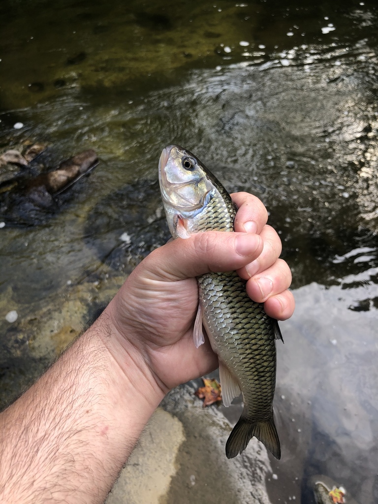 Fallfish from Bulls Bridge Rd, South Kent, CT, US on September 11, 2020 ...