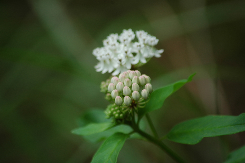Texas milkweed (Boerne Area Plants) · iNaturalist
