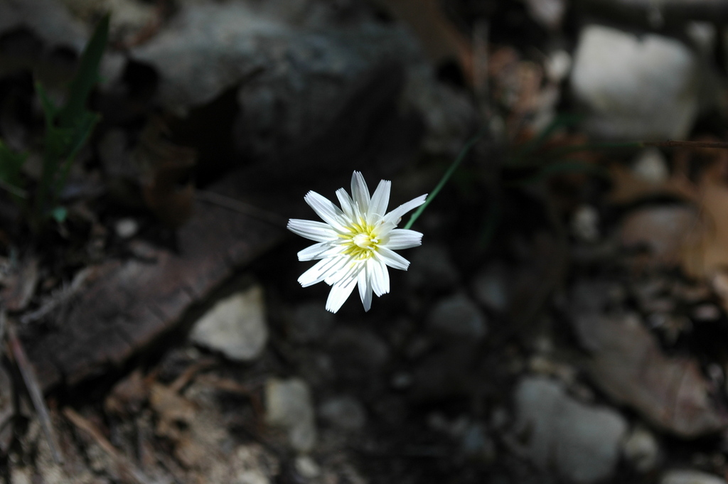 White Rock-lettuce (Boerne Area Plants) · iNaturalist Mexico