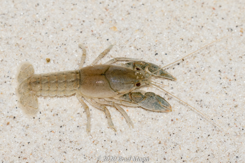 Digger Crayfish from Evangeline Parish, LA, USA on September 12, 2020 ...