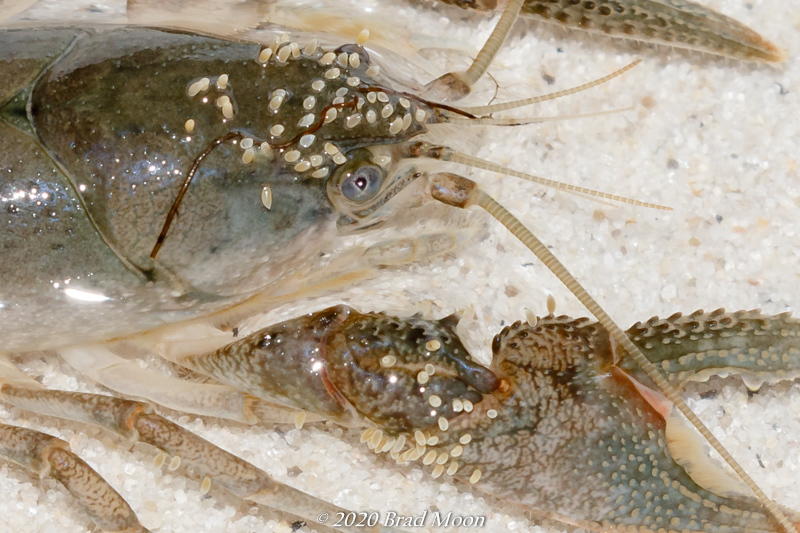 Corixini from Evangeline, Louisiana, United States on September 12 ...