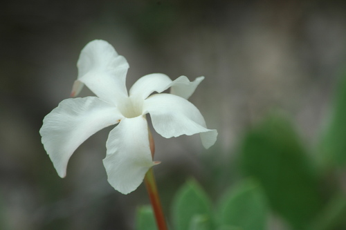Rock Trumpets (Boerne Area Plants) · iNaturalist