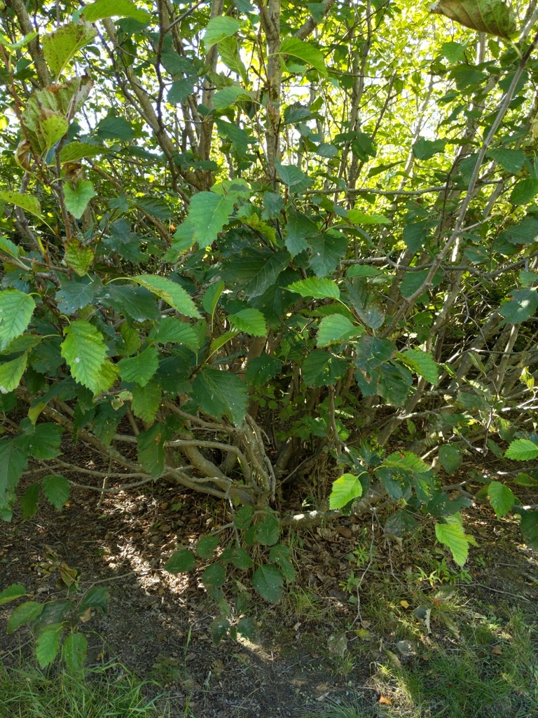 Red Alder from Anchorage, AK 99517, USA on September 12, 2020 at 02:27 ...