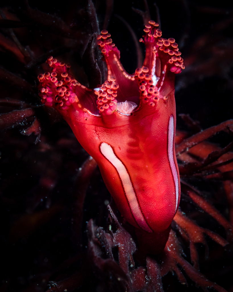 Manania handi from Monterey County, CA, USA on 12 de setembro de 2020 ...