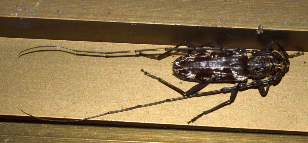 Aeolesthes externus from Danbulla QLD 4872, Australia on August 29 ...