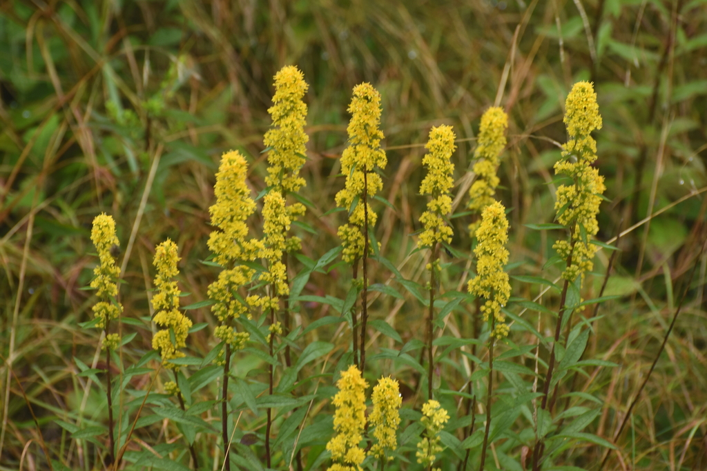 Roan Mountain Goldenrod from Mitchell County, NC, USA on September 12 ...