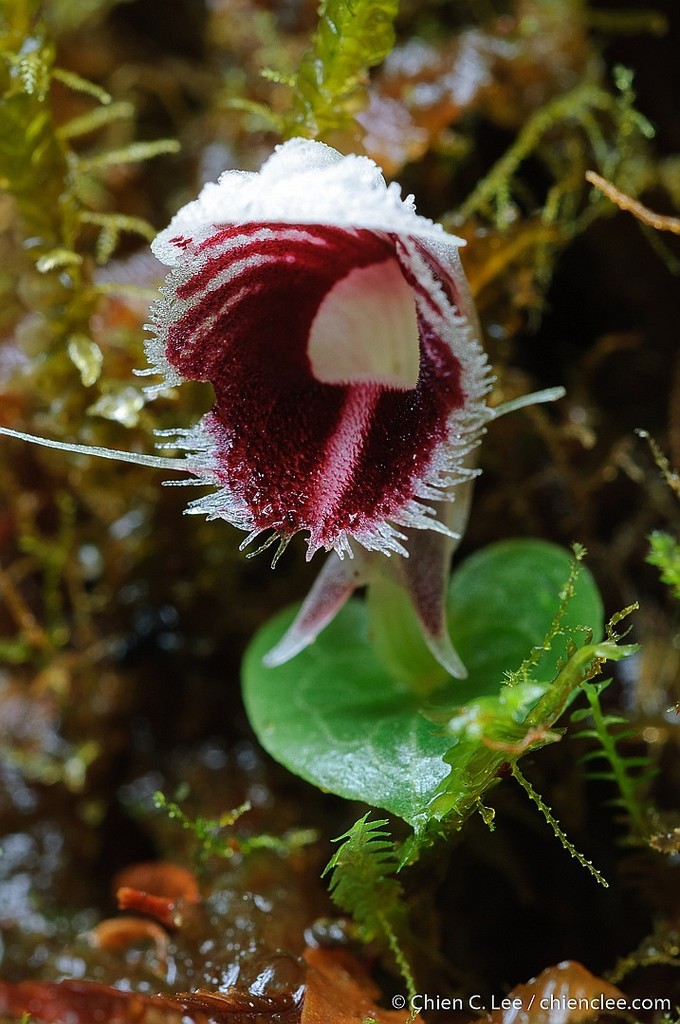 Corybas carinatus from Bahagian Miri, Sarawak, Malaysia on June 4, 2008 ...