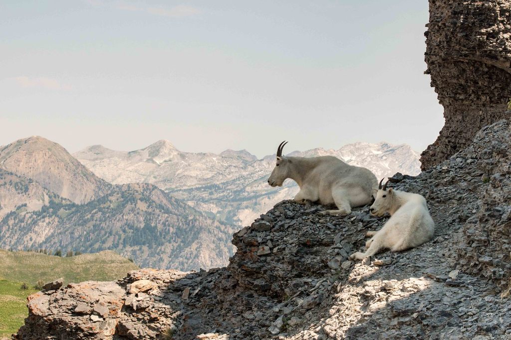 Mountain Goat from Utah County, UT, USA on August 02, 2017 at 10:57 AM ...