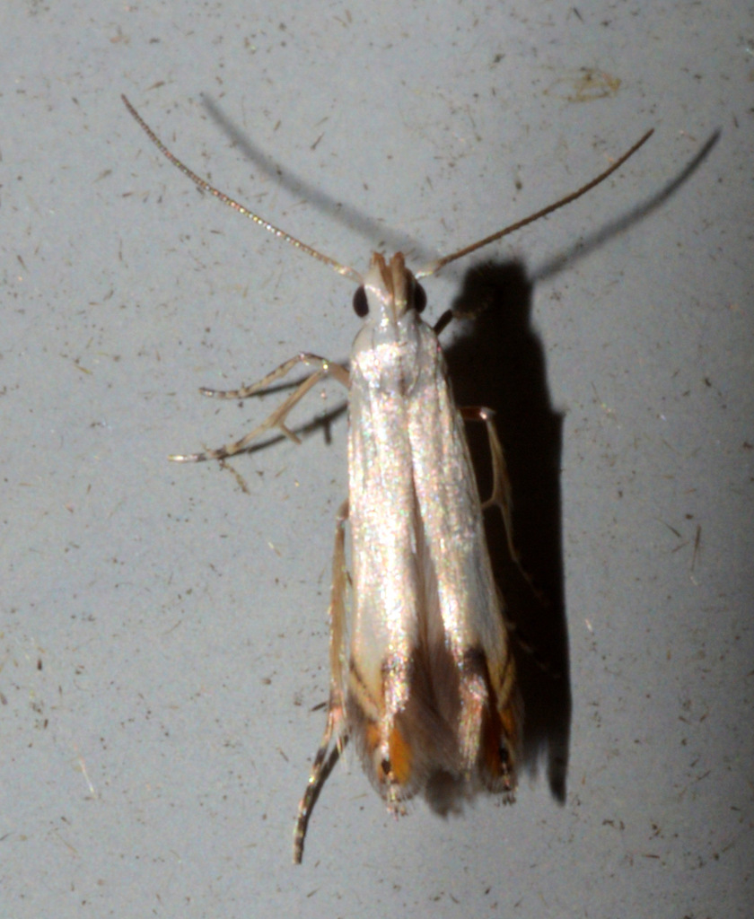 Thiotricha margarodes from Danbulla QLD 4872, Australia on August 20 ...