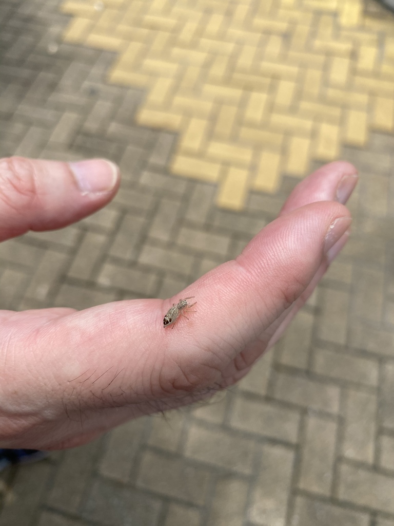 Rudakius cinctus from Lantau Island, Tung Chung, New Territories, HK on ...