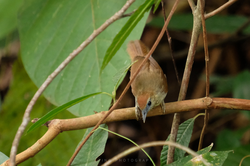 Subspecies Mixornis gularis gularis · iNaturalist