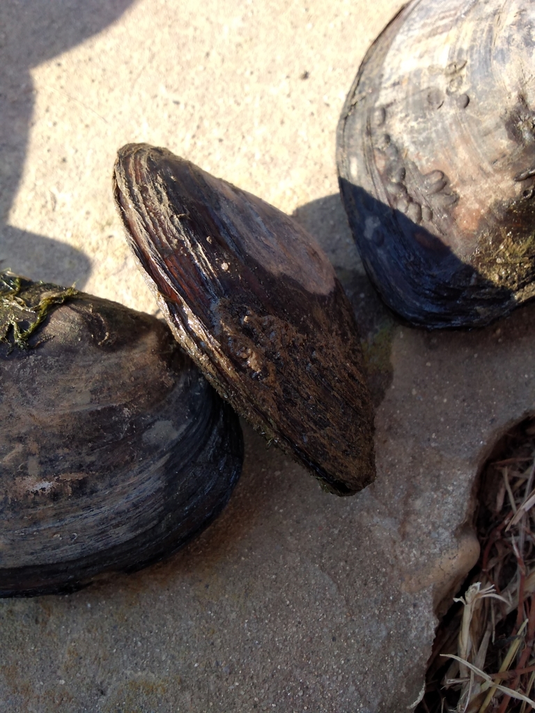 Chinese Pond Mussel from Berettyóújfalu, 4100 Magyarország on September ...