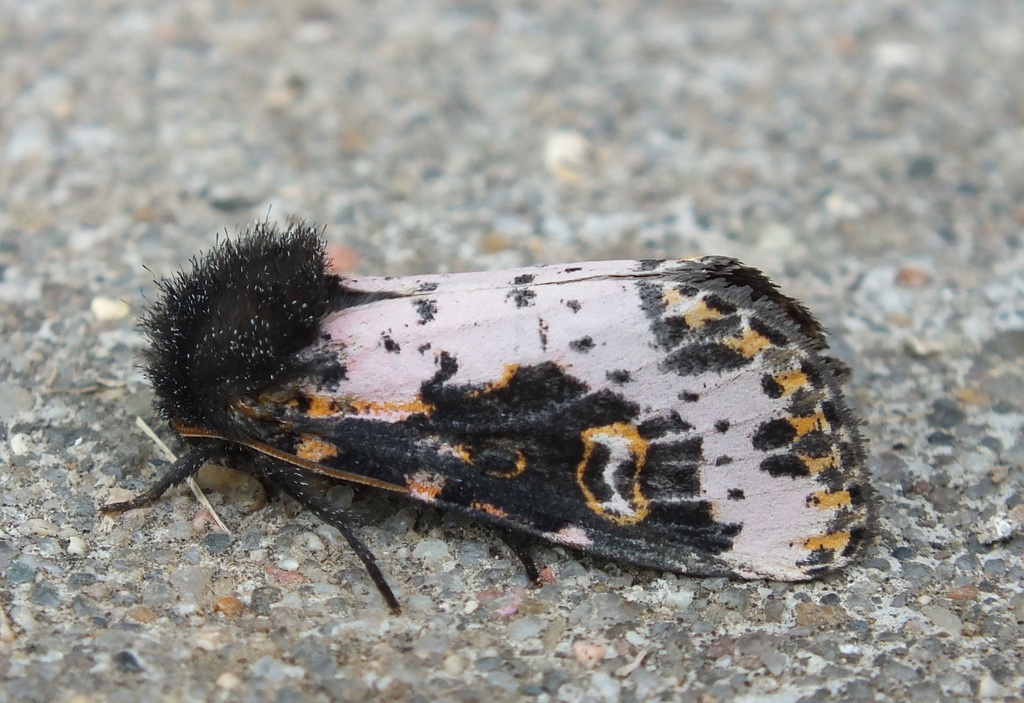 Spanish Moth