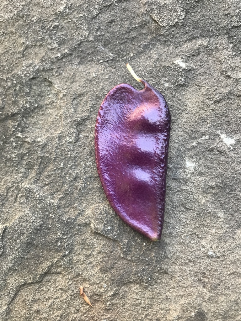 Hyacinth bean from Ellsworth Place, Silver Spring, MD, US on September ...