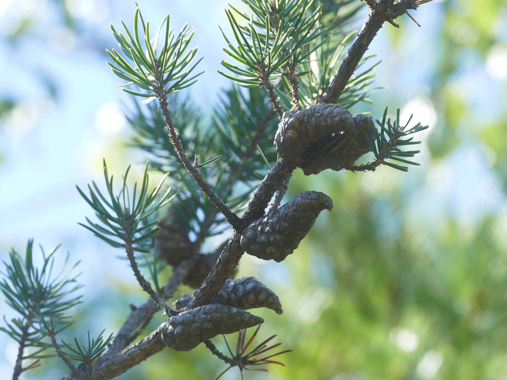 Jack pine from Brasher State Forest on September 12, 2020 at 12:06 PM ...