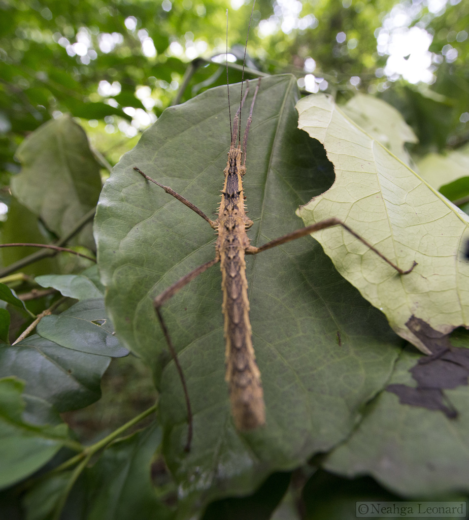 Neohirasea maerens from Cuc Phuong National Park, Vietnam on June 23 ...