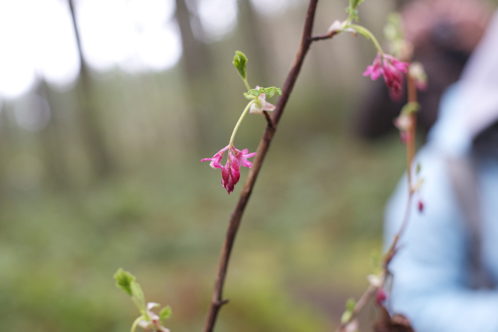 Red-flowering Currant from Pack Forest, WA on March 31, 2012 by ...