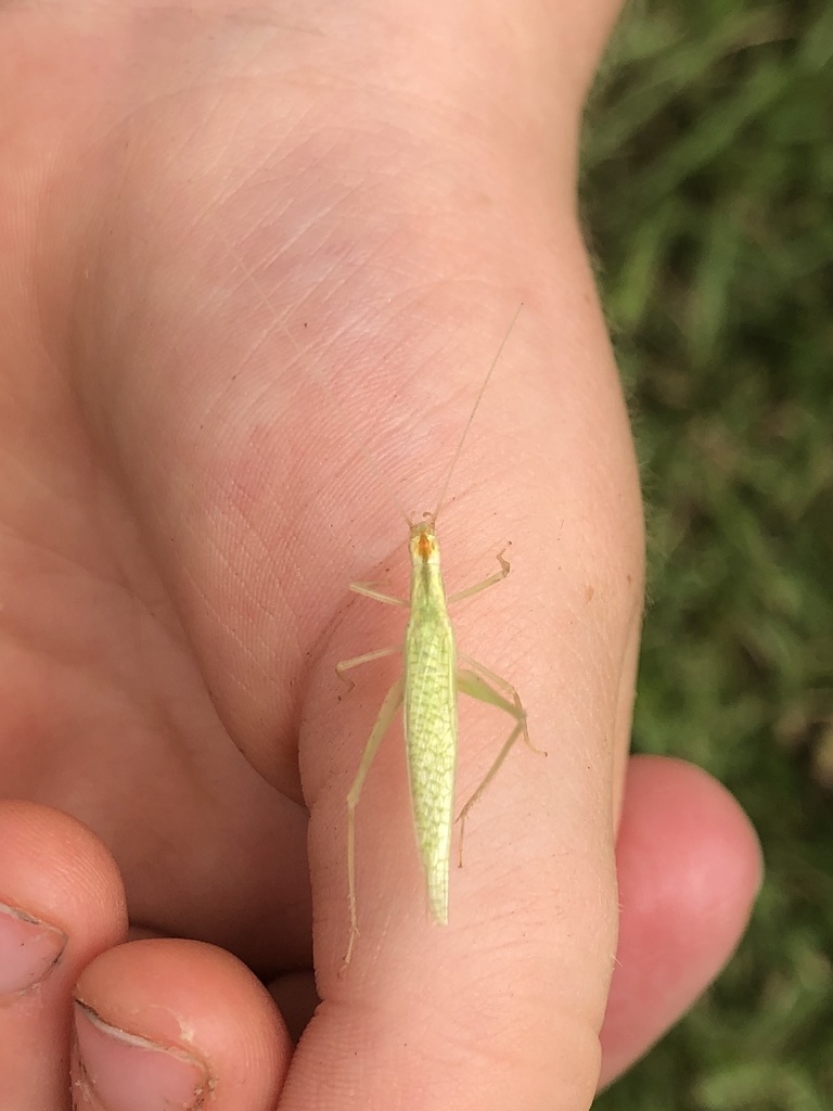 Narrow-winged Tree Cricket from CR-32, Summerdale, AL, US on September ...