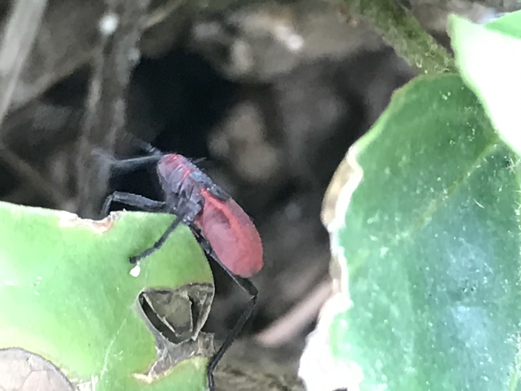 Red-shouldered Bug from Hall of Government, Washington, DC, US on ...