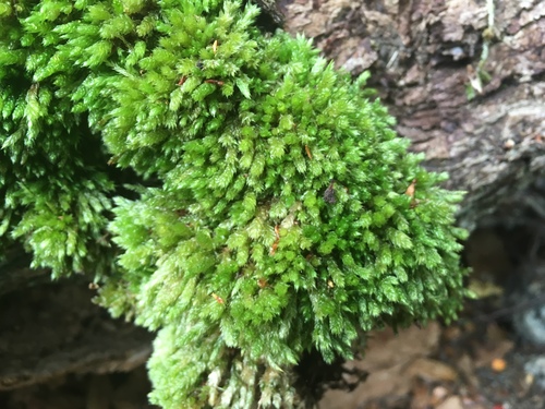 Genus Lepyrodon · iNaturalist