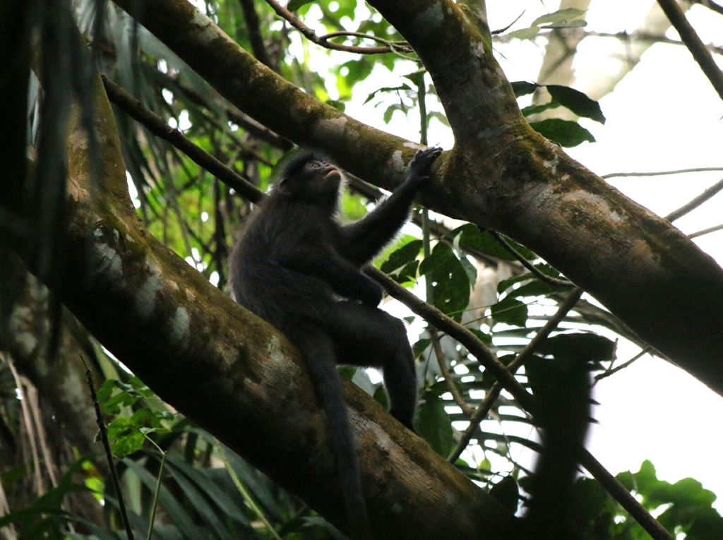 Banded Surili in August 2017 by abel yeo meng wei. Banded leaf monkey ...