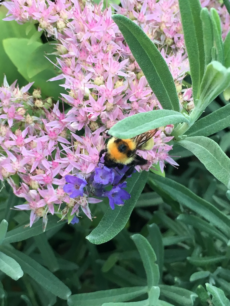 Golden Northern Bumble Bee from Simpson Garden Community Center ...