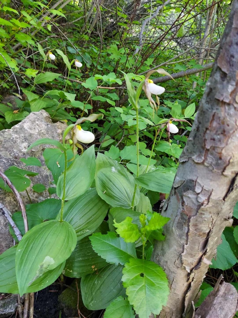 mountain lady's-slipper in July 2020 by terir · iNaturalist