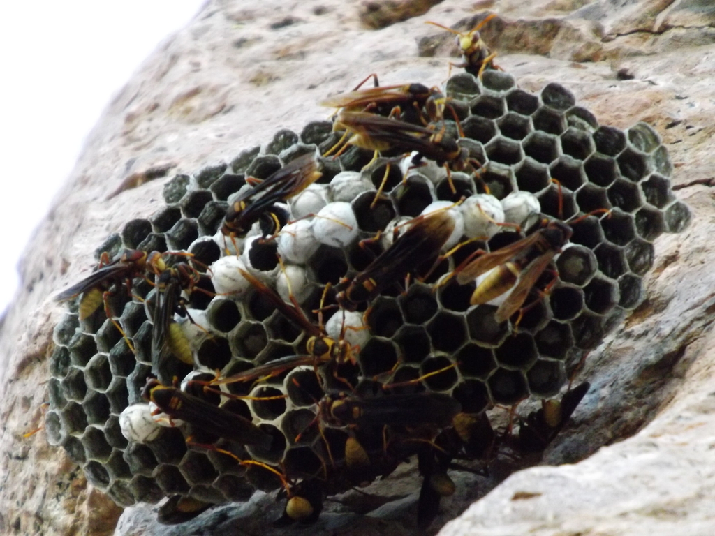 Comanche Paper Wasp from Chihuahua, Chih., México on September 11, 2020 ...