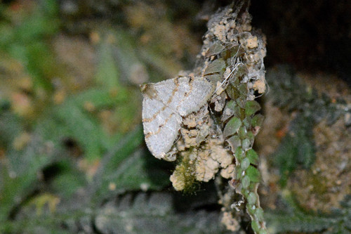 Genus Chrioloba · iNaturalist