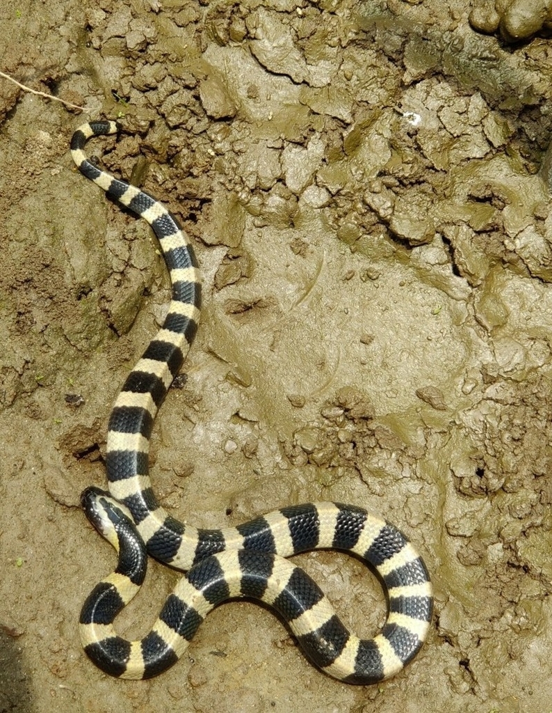 Bungarus Fasciatus