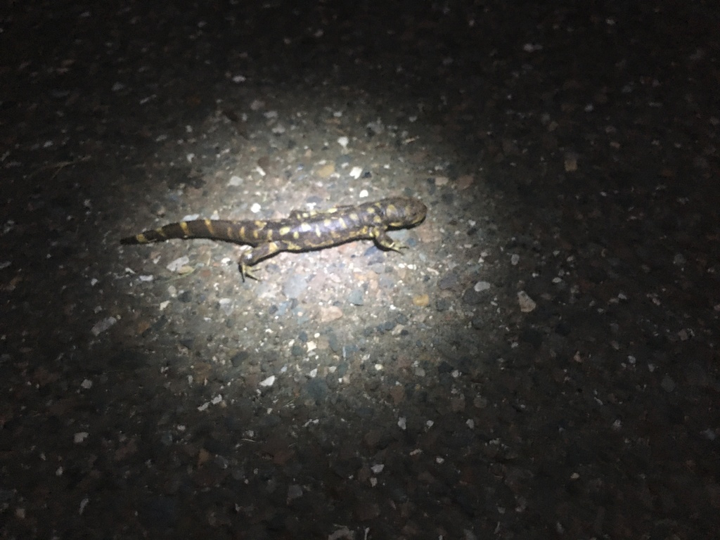Barred Tiger Salamander from NW 94th Cir, Oklahoma City, OK, US on ...
