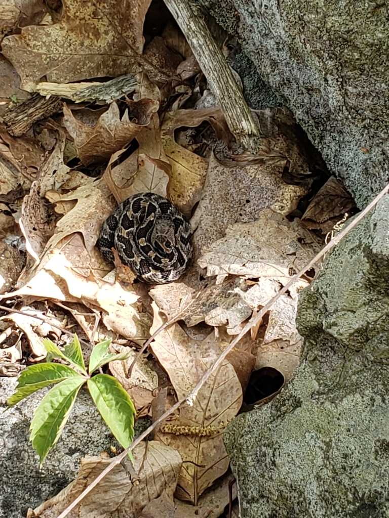 Timber Rattlesnake in May 2020 by j i · iNaturalist