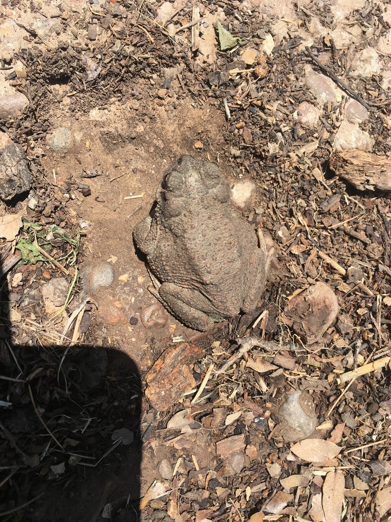 Red-spotted Toad in August 2017 by Michael Gray. Hiding under big Rock ...