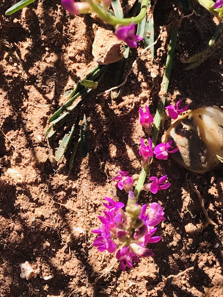 Woolly Locoweed from 狄更斯, TX, US on March 25, 2020 at 04:06 PM by Nan ...