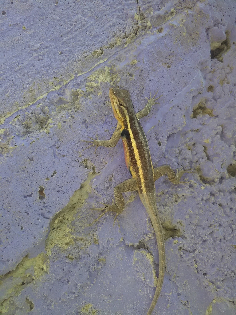 Rose-bellied Lizard from Zacualtipán, Hgo., México on August 04, 2017 ...