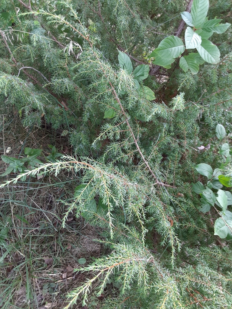 common juniper from Caledonia, NS B0T 1B0, Canada on September 14, 2020 ...
