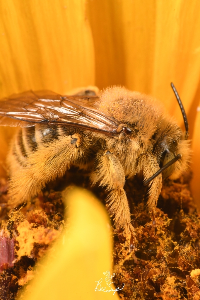 Sunflower Chimney Bee from Sepulveda Basin Wildlife Reserve on ...