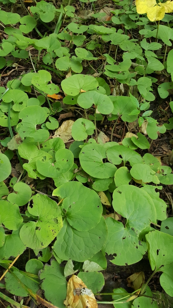 Canadian wild ginger from Pence, WI, USA on September 14, 2020 at 01:21 ...