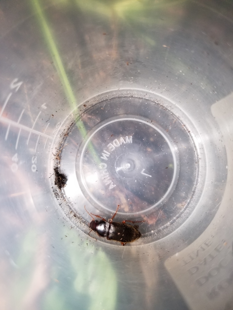 Ground Beetles from Montréal, QC H2R 2Y2, Canada on September 13, 2020 ...