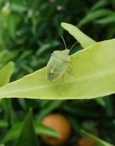 Chinavia occasi · iNaturalist