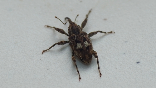 Acicnemis maculaalba · iNaturalist