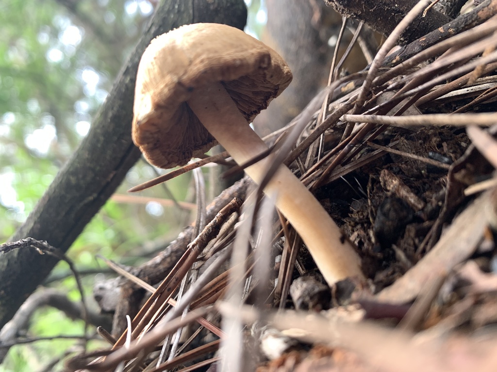 Agrocybe from Amealco de Bonfil, QRO, MX on September 14, 2020 at 08:53 ...