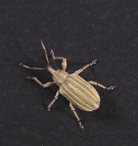 Phytoscaphus virgatus · iNaturalist