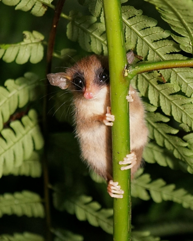 Robinson's Mouse Opossum from Magdalena, CO on August 4, 2017 at 12:06 ...