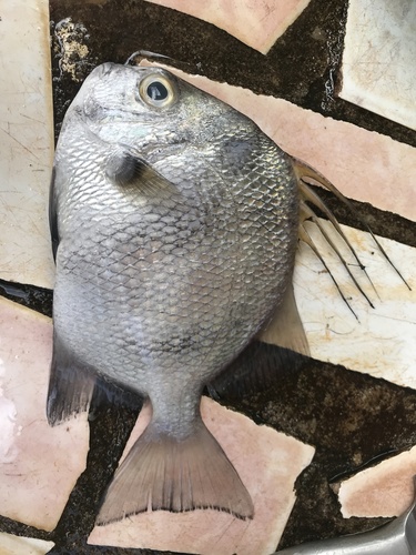 East Atlantic African Spadefish (Ephippus goreensis) · iNaturalist